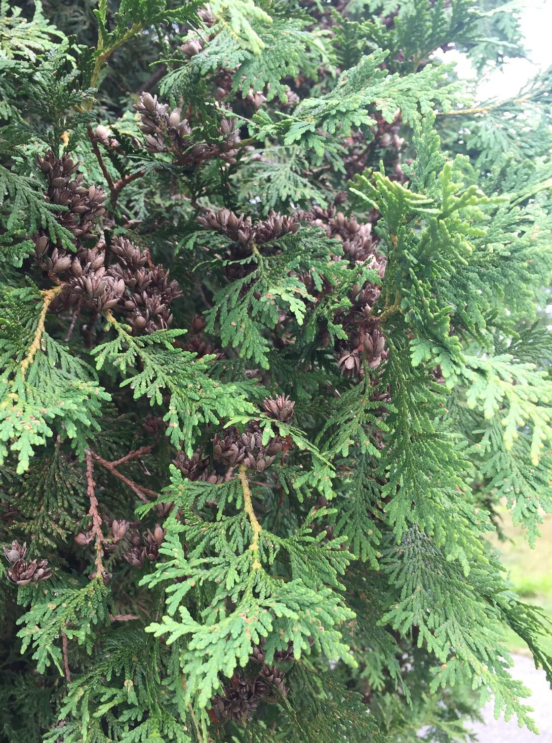 Arborvitae | CMP Tree Selection Tool